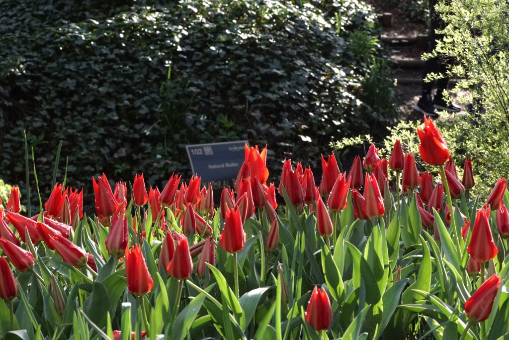 Organic flower bulbs in Keukenhof garden | Natural Bulbs EU