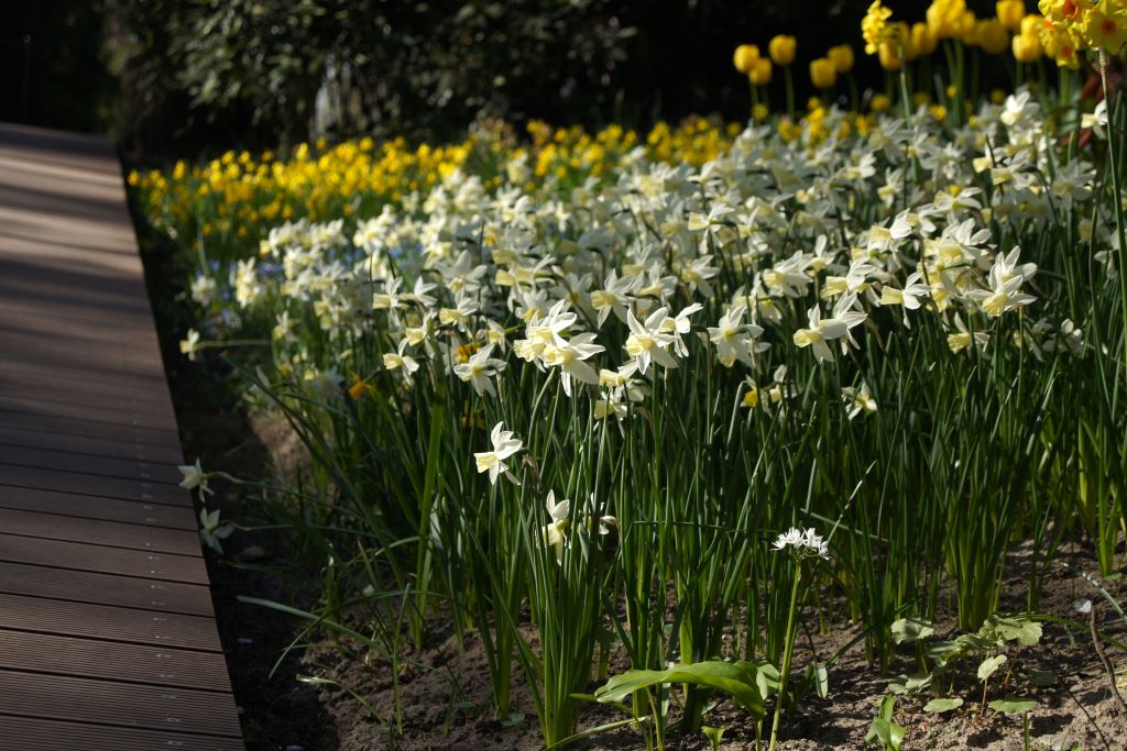 Organic flower bulbs in Keukenhof garden | Natural Bulbs EU