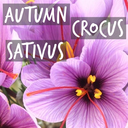 Organic flower bulbs & garden plants I Natural Bulbs