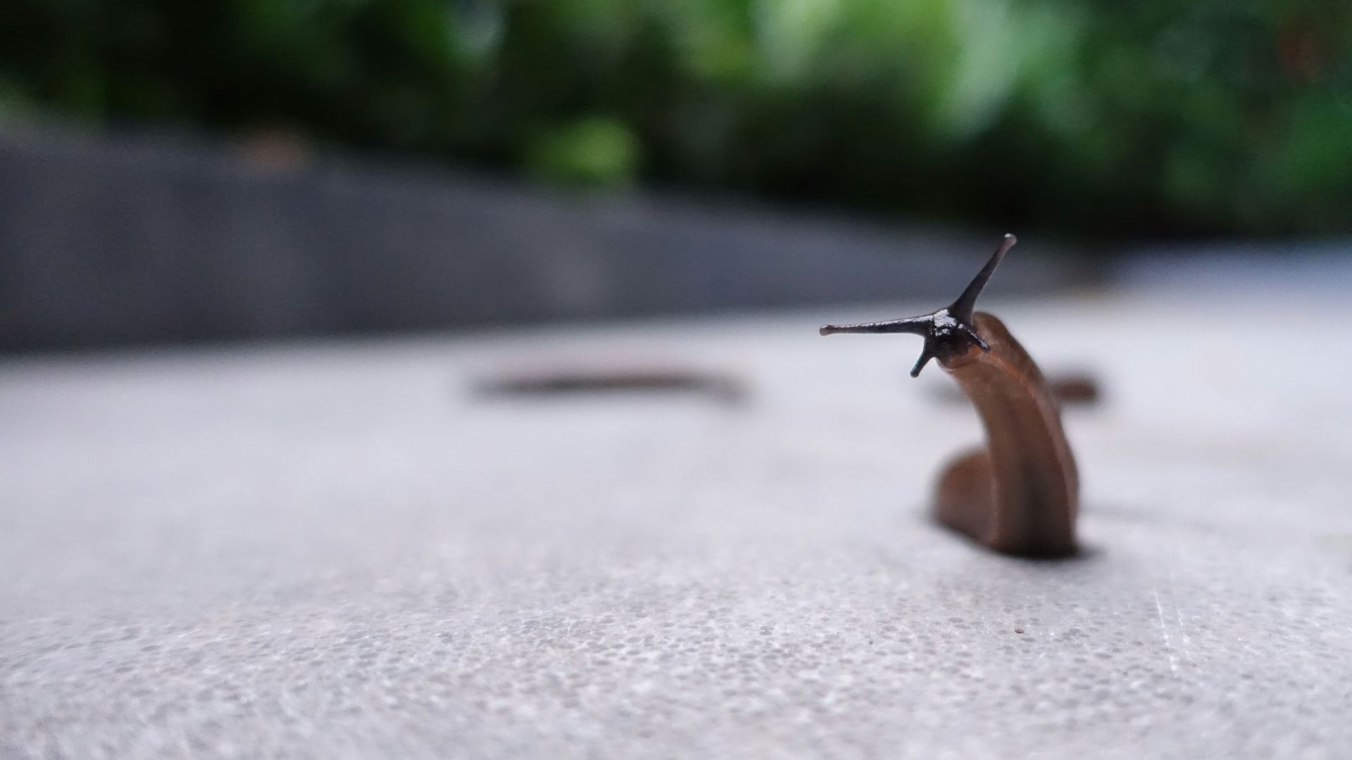 Six tips to deter slugs from your garden in a friendly way | Natural ...