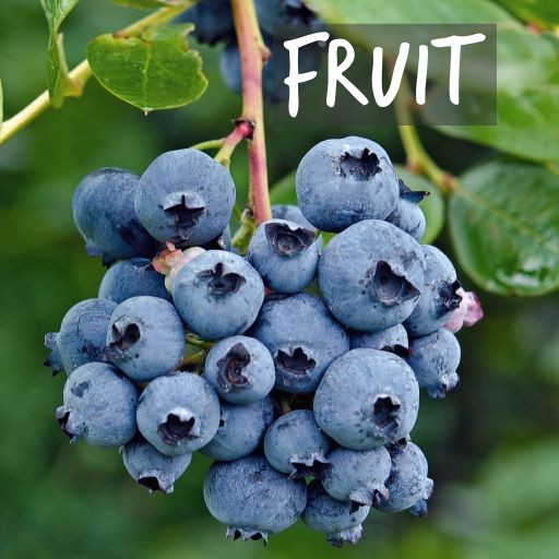 Home | Natural Bulbs EU