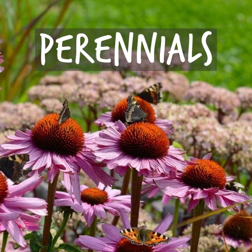 Organic flower bulbs & garden plants I Natural Bulbs