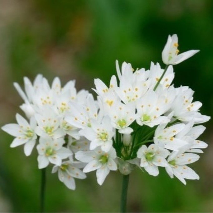 Allium Cowanii - ORG | Natural Bulbs EU