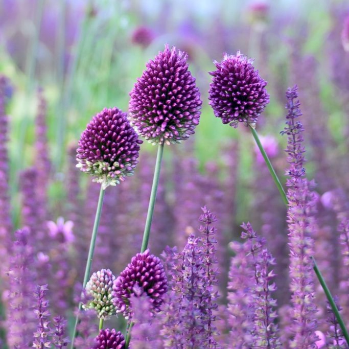 Allium Sphaerocephalon - ORG| Natural Bulbs