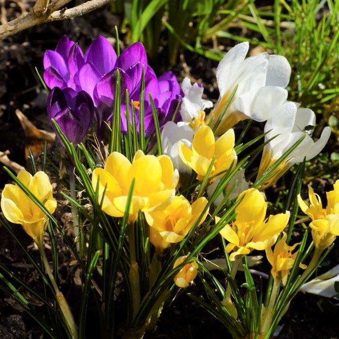 Crocus species Mix - ORG | Natural Bulbs EU