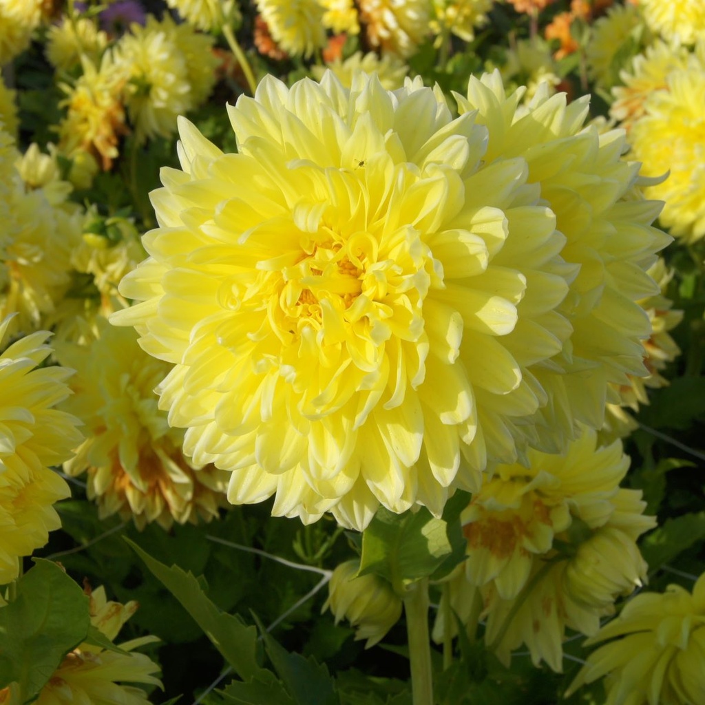Dahlia Bilbao - ORG | Natural Bulbs EU