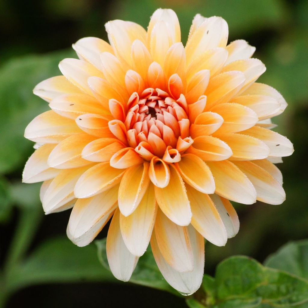 Dahlia Seattle - BIO | Natural Bulbs EU