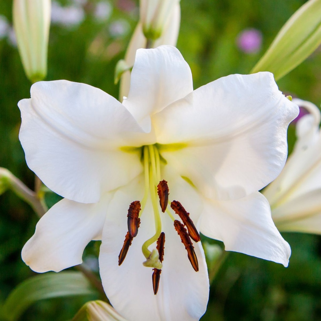 Lilium OT Tisento - ORG | Natural Bulbs EU
