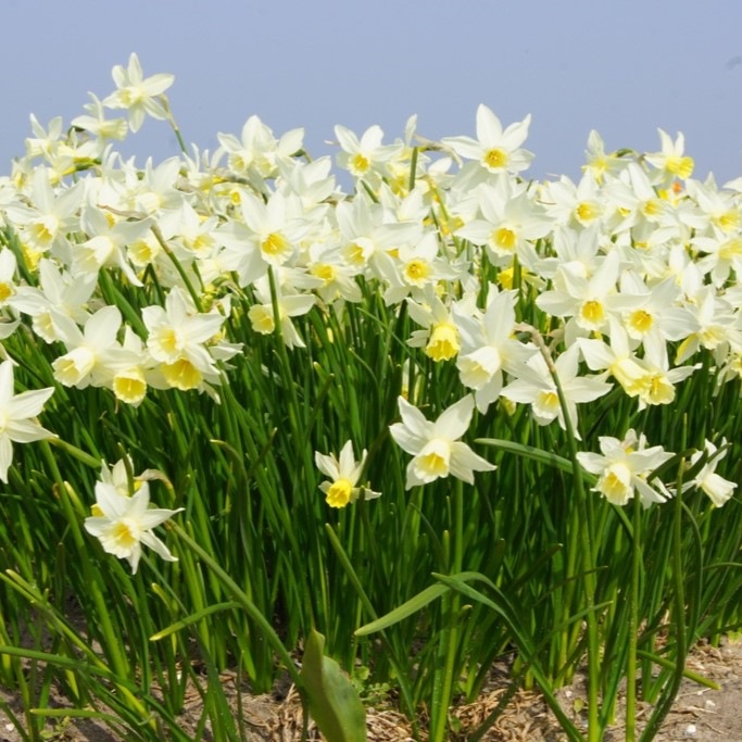 Daffodil - Narcissus Sailboat - ORG | Natural Bulbs EU