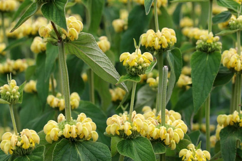 Phlomis Russeliana - ORG | Natural Bulbs EU