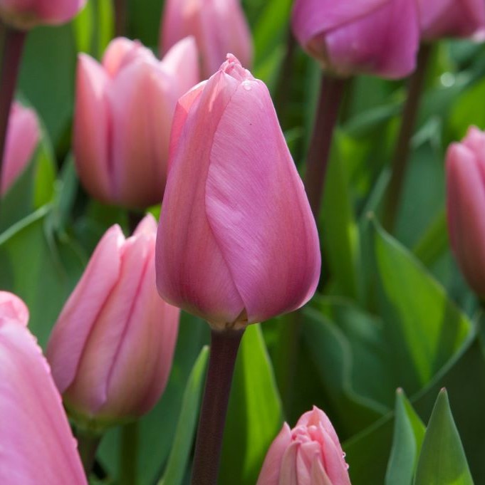 Tulipa Big Love - ORG | Natural Bulbs EU