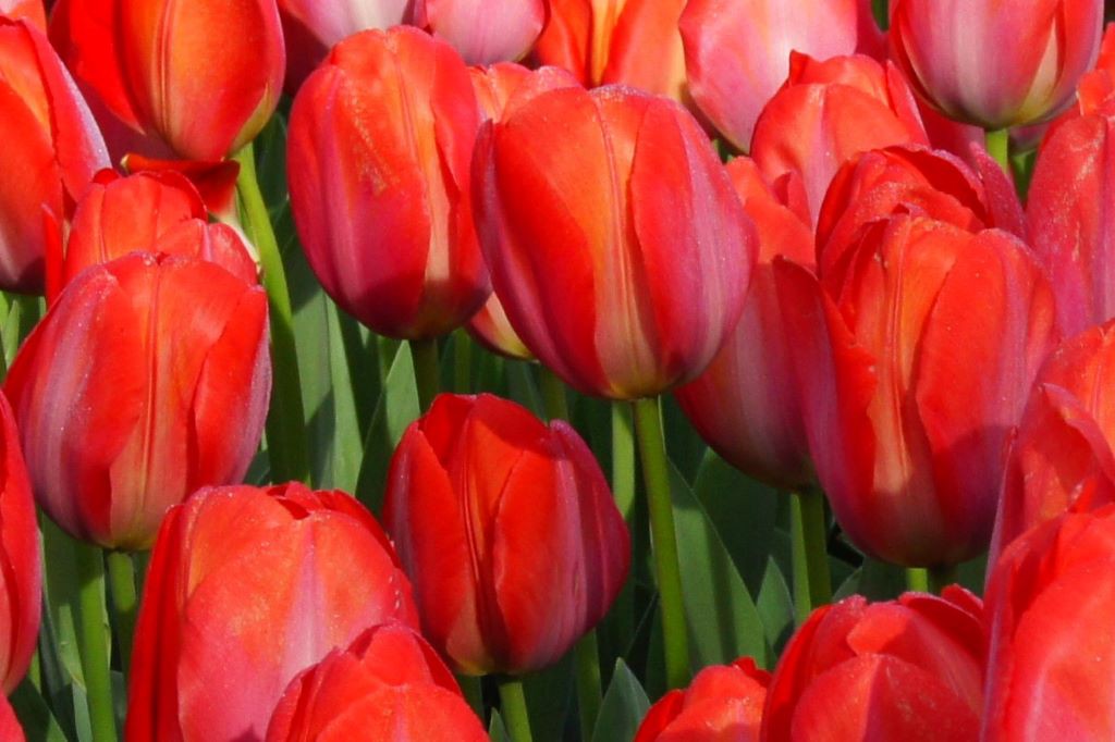 Tulipa Orange van Eijk - ORG | Natural Bulbs EU